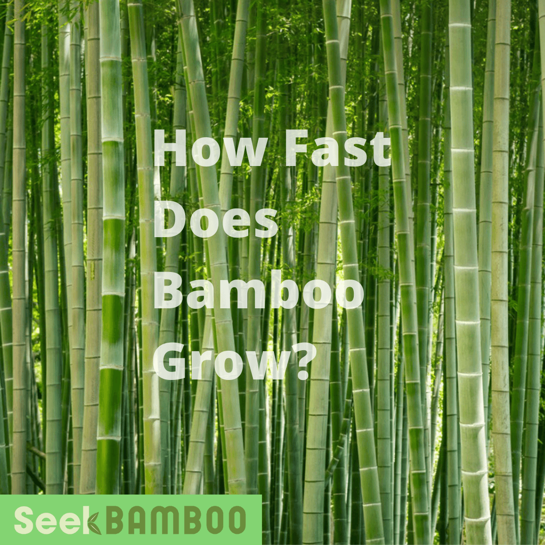 How Fast Does Bamboo Grow | How Does Bamboo Grow So Fast
