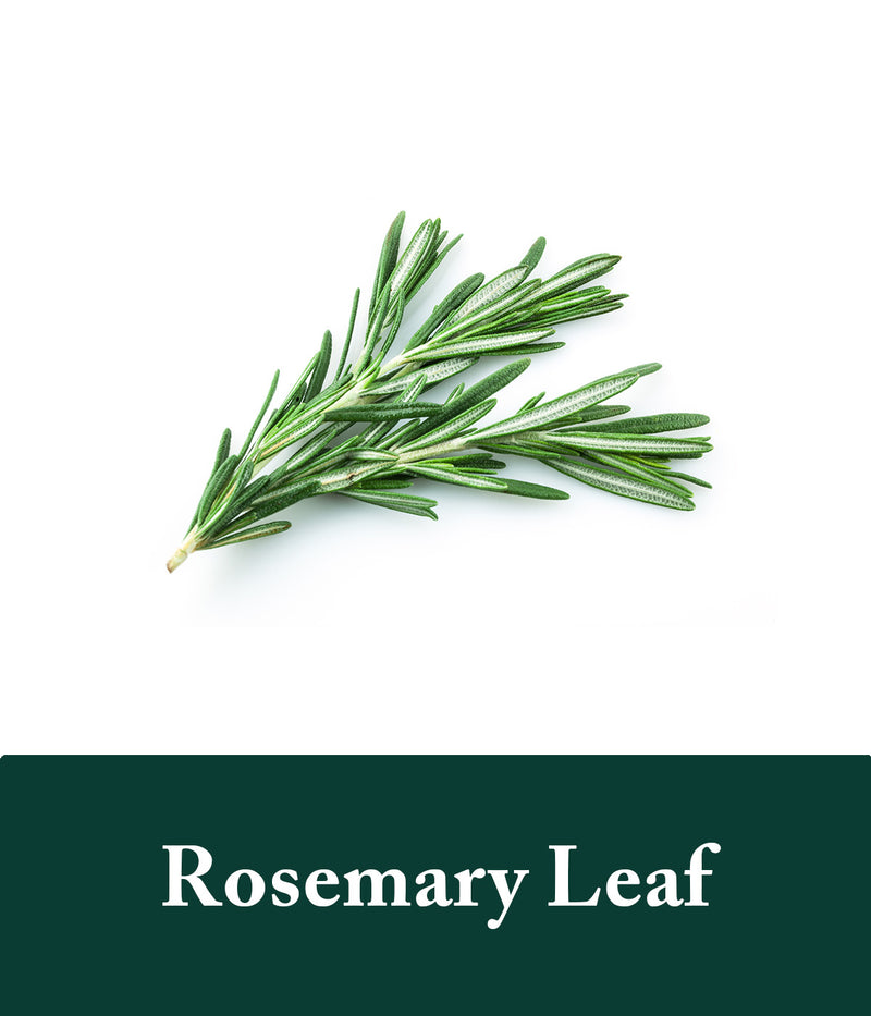 Rosemary Shampoo and Conditioner | Nourish & Strengthen with Rosemary